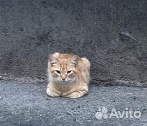 Рыжая девочка котенок кошечка