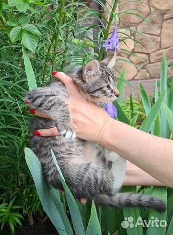 Котенок Вася