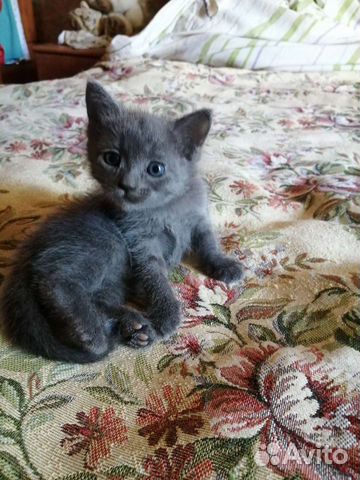 Русская голубая кошка