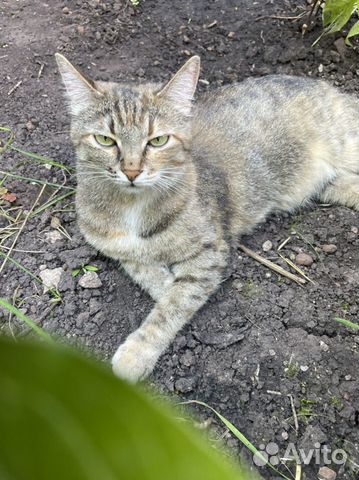 Кошечка в добрые руки