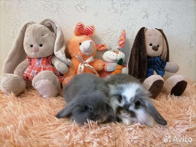 Кролик декоративный