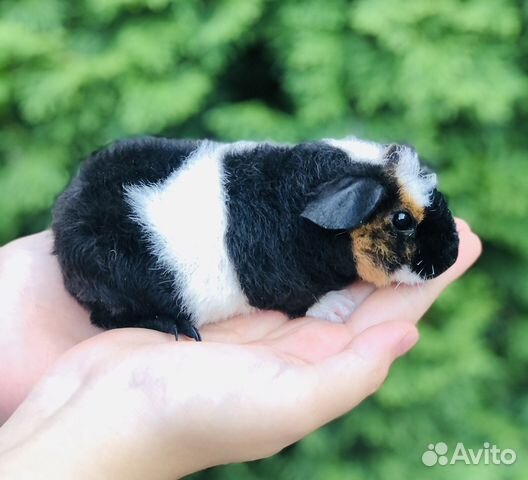 Морские свинки американский тедди