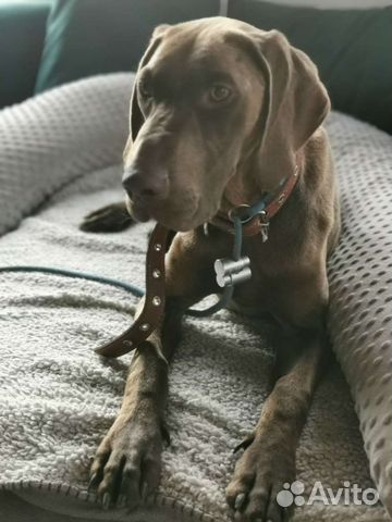 Чудесный щенок породы курцхаар 8 мес, ищет дом