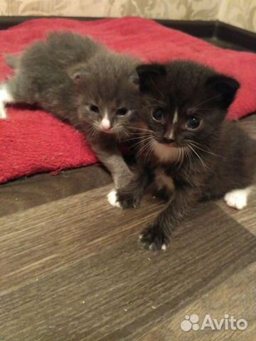 Кошка в дар бесплатно