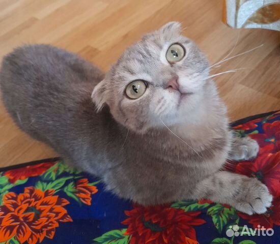 Шотландская вислоухая кошка