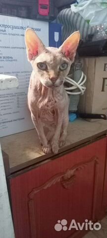 Канадский сфинкс бесплатно