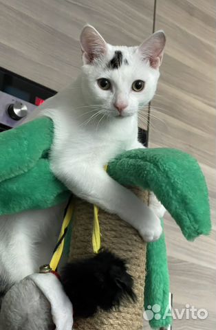 Ласковый белый котенок 4,5 мес