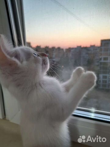 Отдам в добрые руки котенка