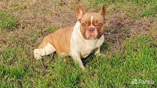 Французский бульдог изабелловый шоколад