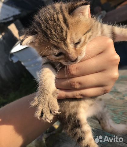 Котята в добрые руки бесплатно