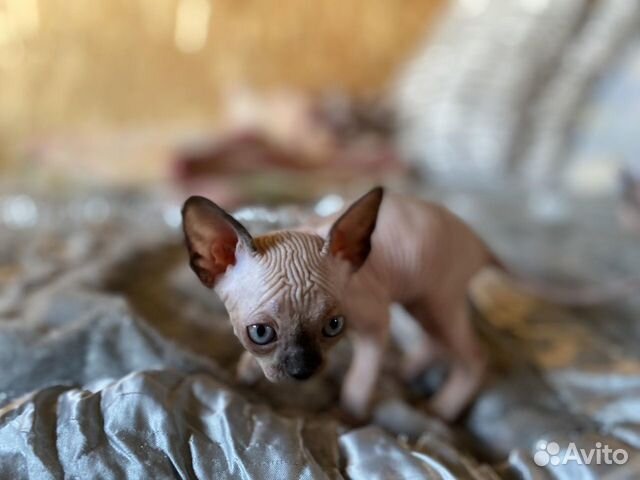 Канадский сфинкс