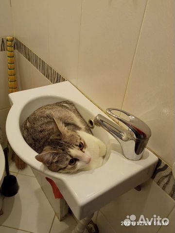 Потерялась коша