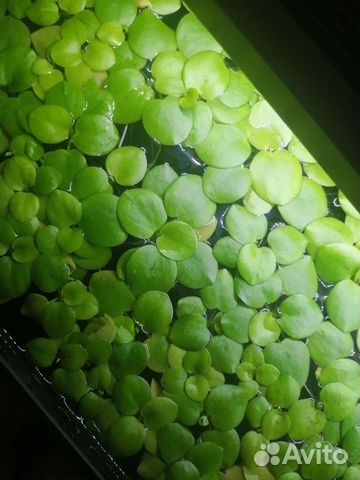 Аквариумные растения