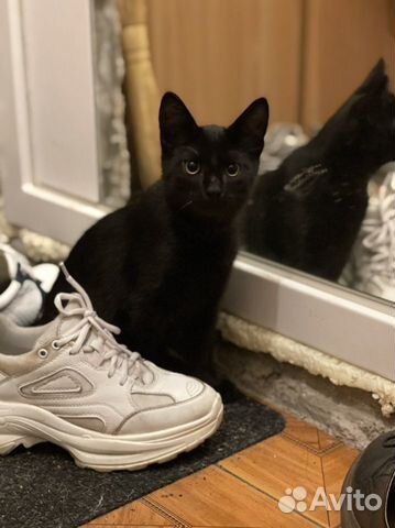 Котенок черный в дар