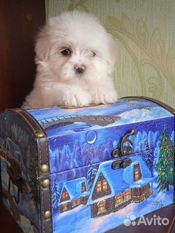 Мальтийская болонка