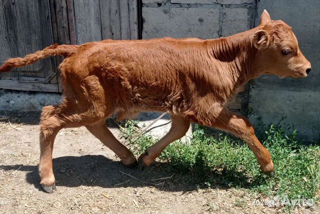 Телята бычки