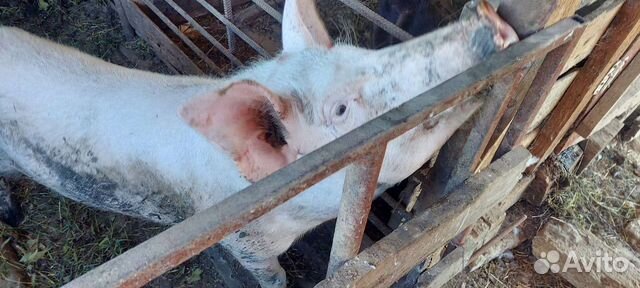 Поросенок ландрас