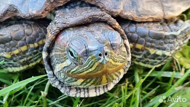 Красноухие черепахи