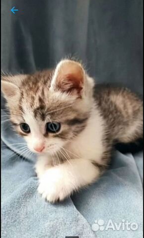 Котенок британский