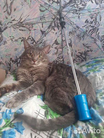 Отдам котика, 4 года, вет.паспорт имеется