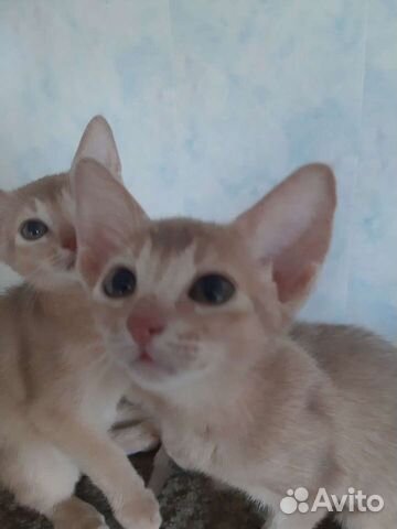 Абиссинские котята