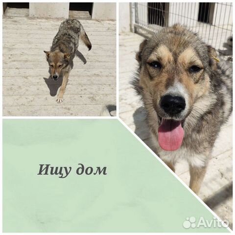 Собака Санта