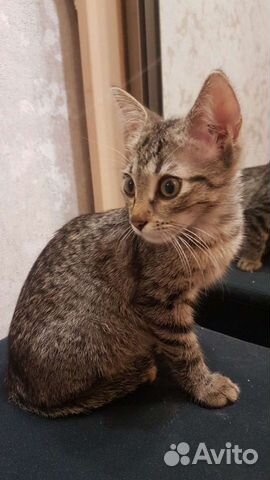 Котенок девочка помесь с шотланской прямоухой
