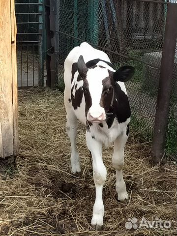 Продам телку