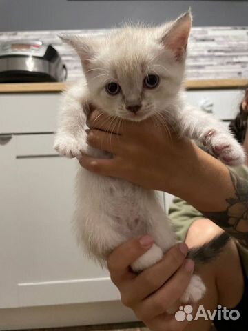 Кошка Шотландец