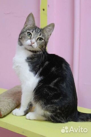 Мини кошечка ищет дом