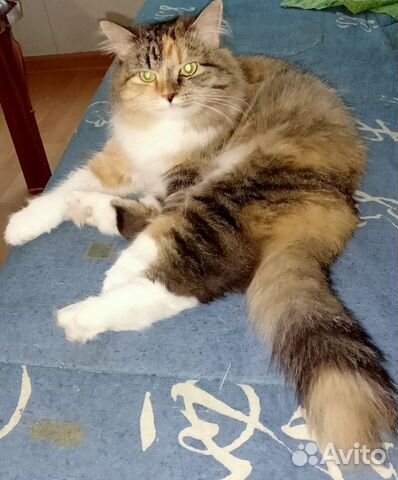 Кошка сибирская трехцветная