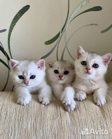 Шотландские котята