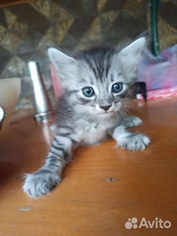 Котенок сибирской кошки бесплатно