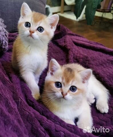 Котята золотая шиншилла