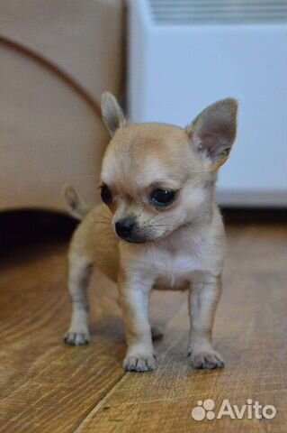 Супер мини чихуахуа