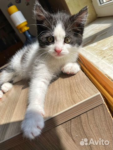 Котенок девочка в добрые руки. бесплатно