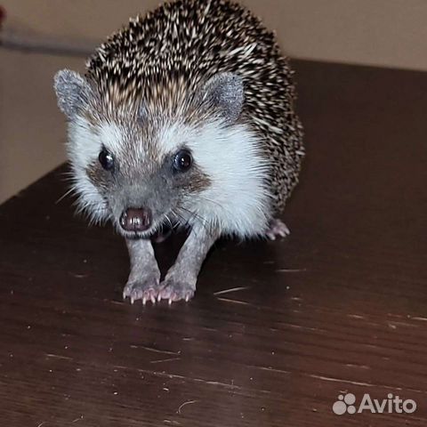 Африканский ежик с клеткой