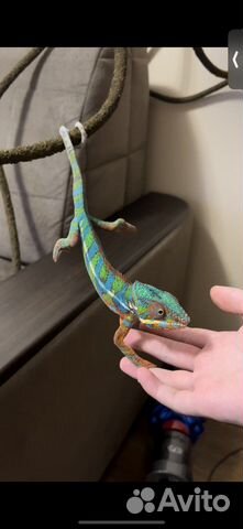 Хамелеон с террариумом