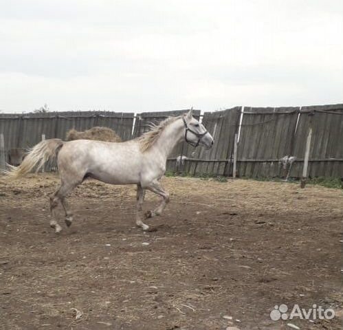 Лошадь жеребец