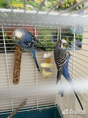 Волнистые попугаи в дар