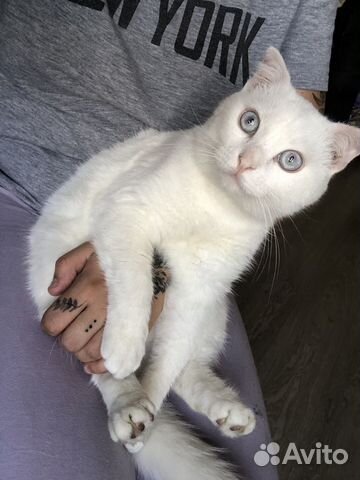 Шотланский вислоухий котенок