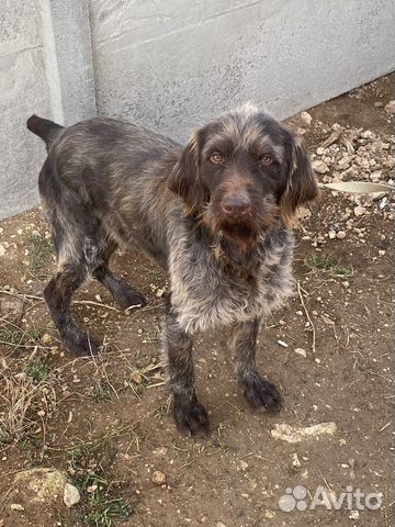 Отдам дратхаара в добрые руки