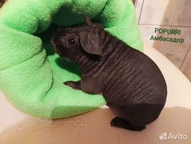 Малыш скинни из профессионального питомника