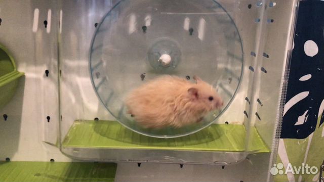 Сирийский хомячок 1,5 мес