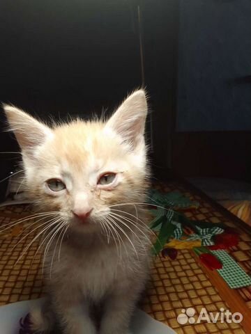 Котик 2мес