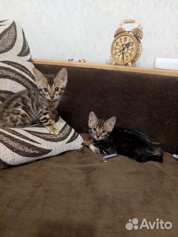 Бенгальские котята