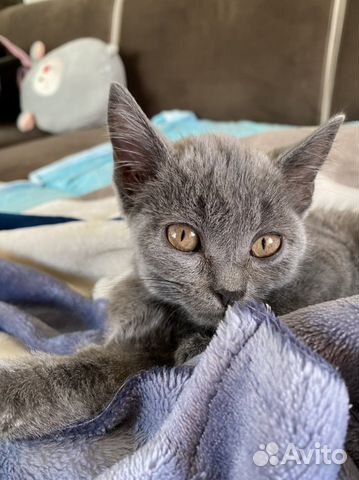Британский котенок девочка