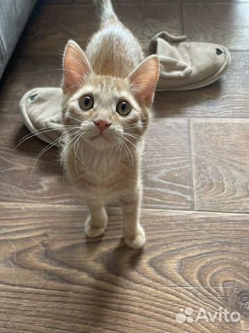 Котята в добрые руки бесплатно