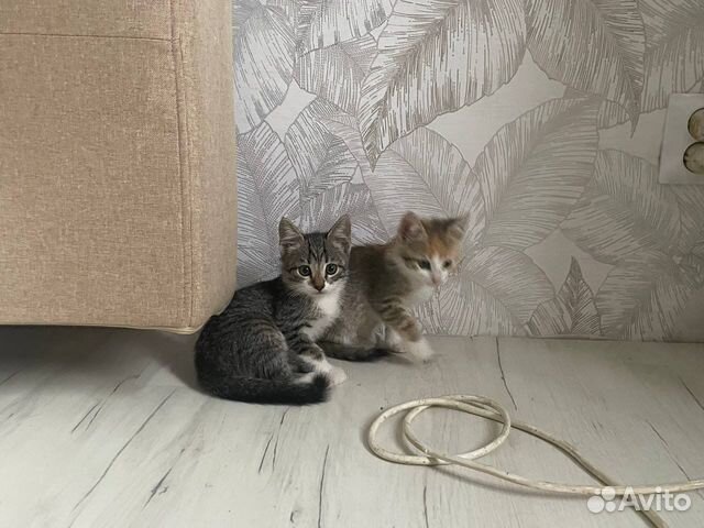 Котенок девочка