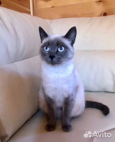 Голубоглазая красавица и ласкуша Сима